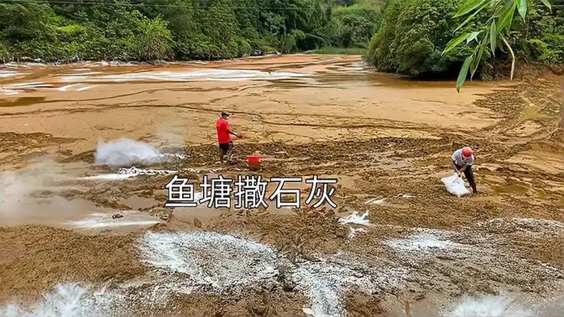 大鱼塘开始撒石灰消毒,新一轮的养鱼又开始了,加油养殖户
