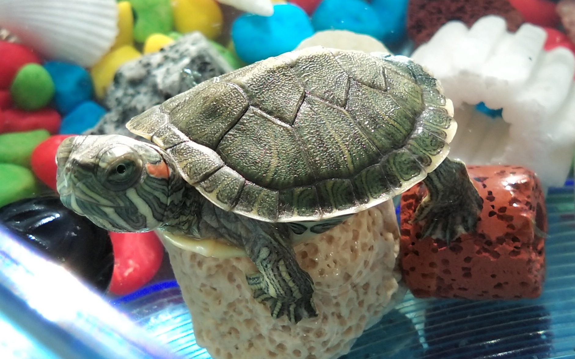 【新手养龟教程】〔适合草龟,巴西龟〕不要乱转了,一个视频解决所以...