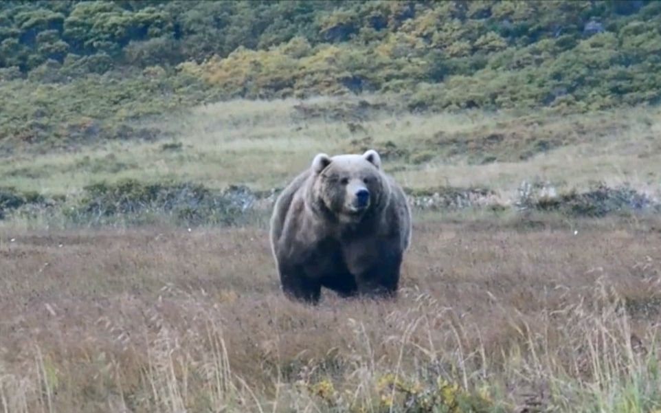 【科迪亚克棕熊】一头巨大的棕熊正向你走来