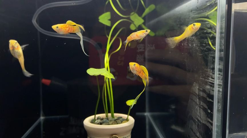 鱼缸水质崩溃,氨氮亚硝酸盐含量超标,我们做这三点去调整水质