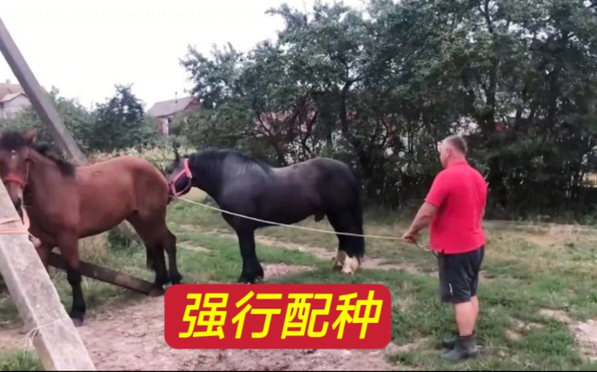 配种进行中,公马太主动被拒绝,母马很后悔