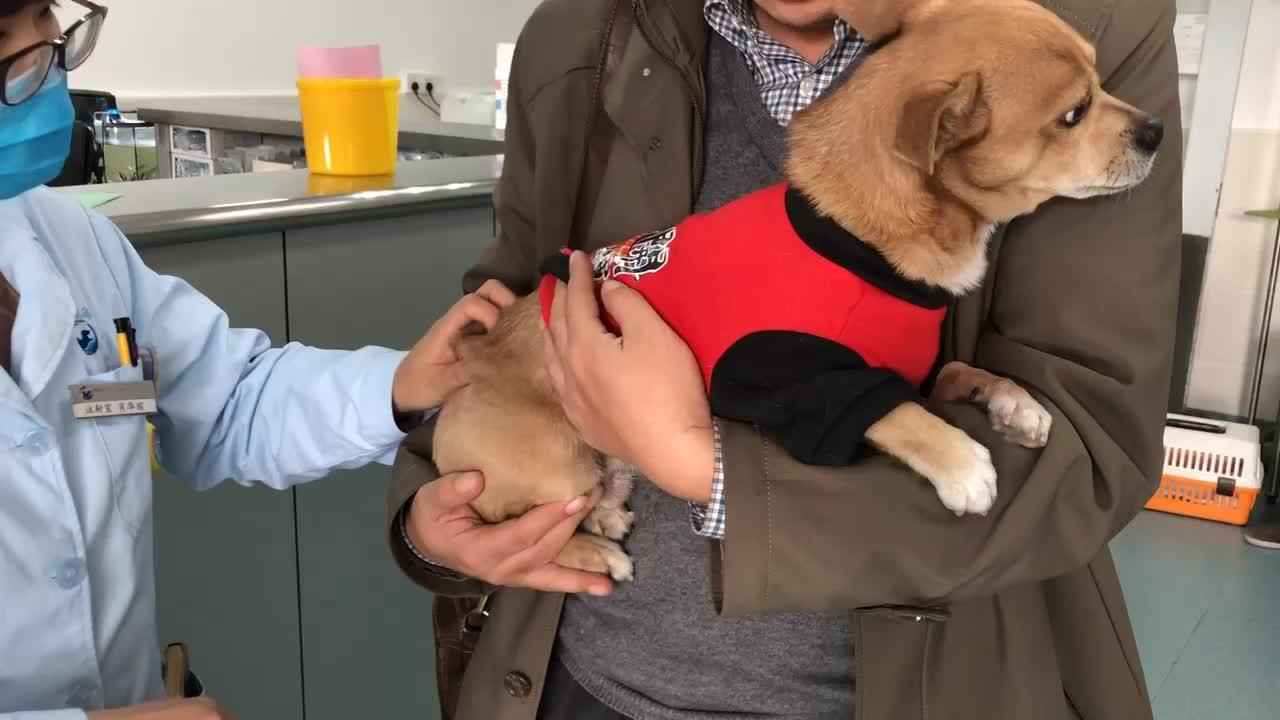 狗狗去医院(6):医生有点担心狗狗打针时会咬人,爸爸说不用担心…小黄...