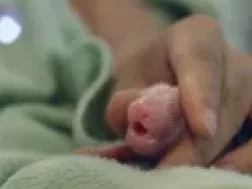 熊猫的成长,刚出生那会也太搞笑了!镜头记录全过程
