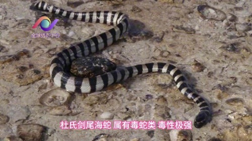 猎奇中心:世界十大最毒的蛇