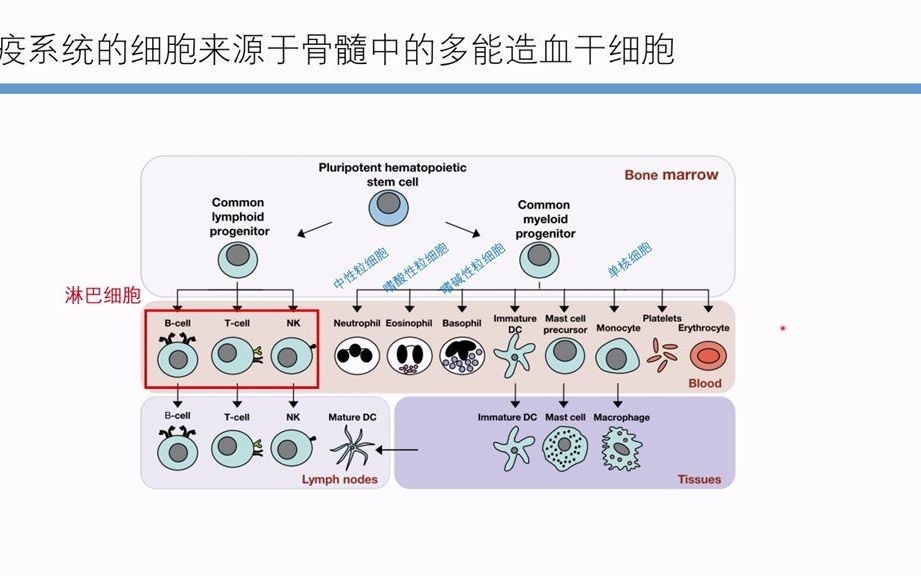 CAR-T治疗是什么?