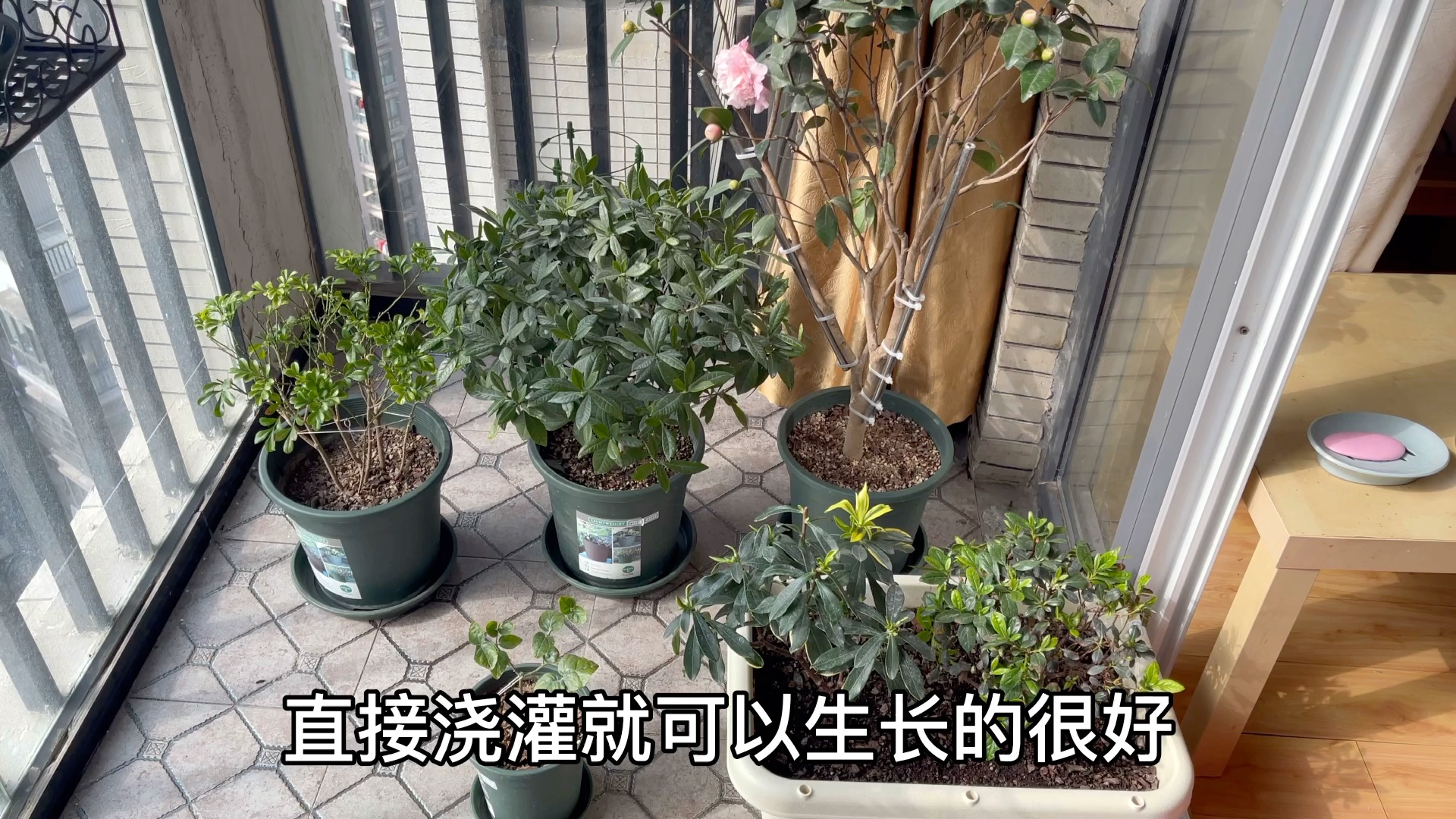 喜酸植物之土壤调酸,不一样的教程。适用于绣球调蓝