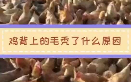 小鸡背上掉毛是啥原因 鸡背上的毛秃了什么原因 小鸡脱毛是怎么回事...
