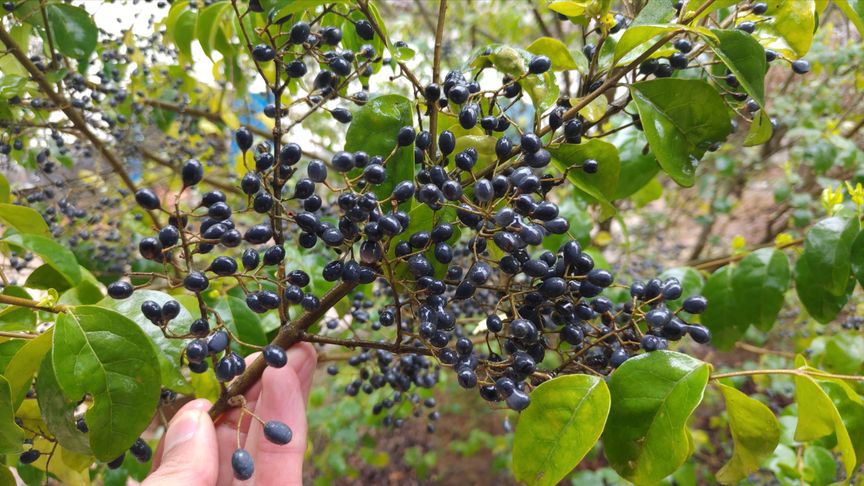 果实似“黑豆”乌黑发亮,农民当绿化植物,树皮与叶是常用中药材