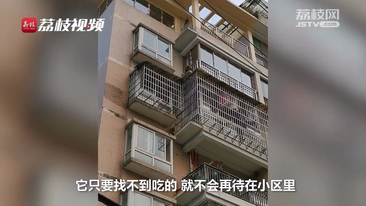 贵阳一猴群闯入小区占领居民楼 野管站:捉是捉不到的,只能关紧门窗