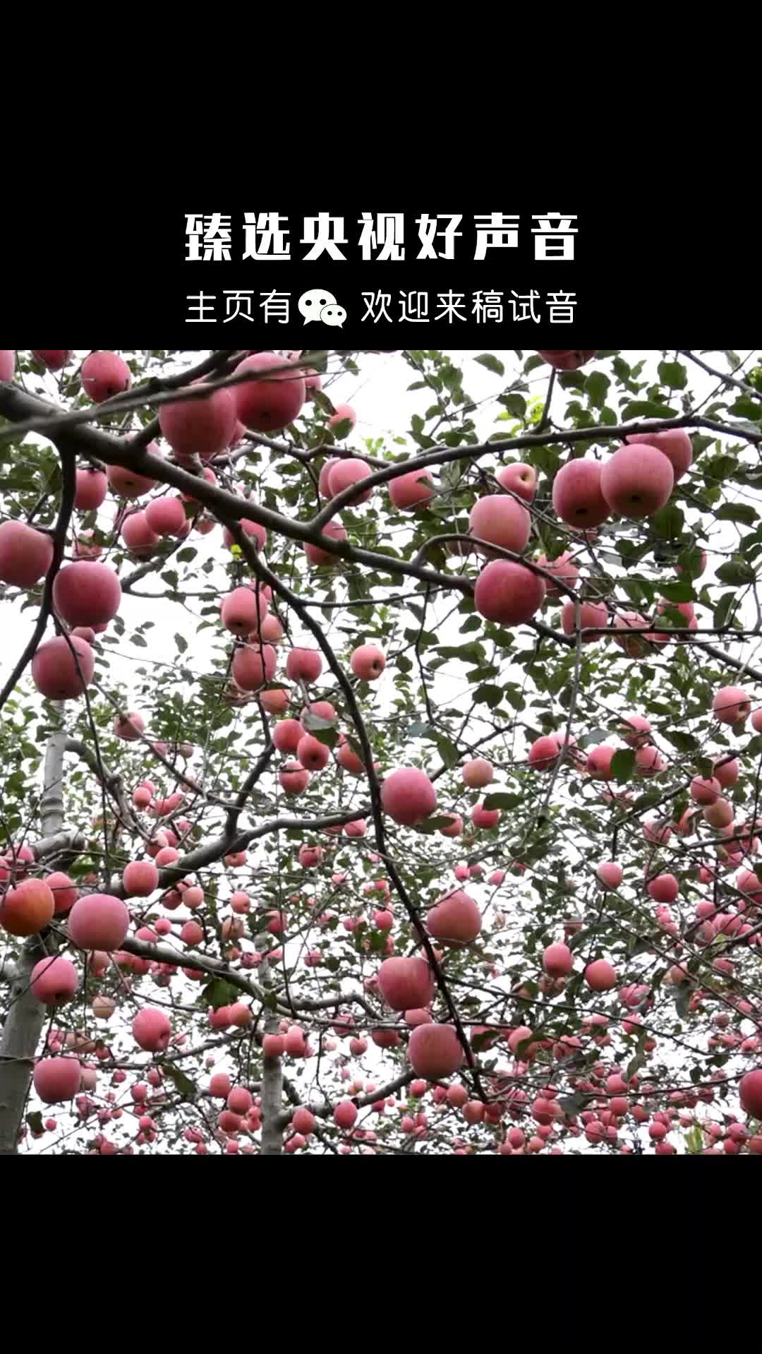 珠宝广告--周大生