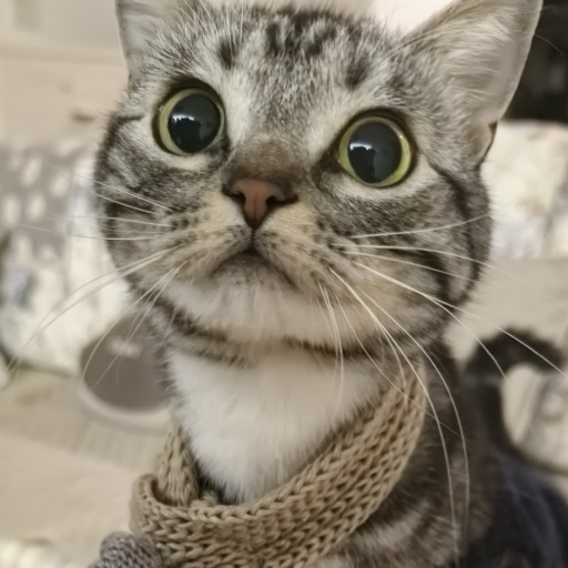 海苔脆脆搬运工 