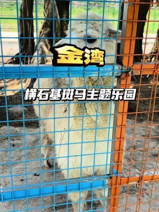 哇塞,横石基斑马主题乐园门票9.9 #横石基沙滩 #横石基的动物好可爱 #...