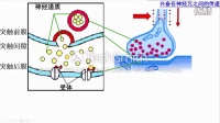 兴奋在神经元之间的传递