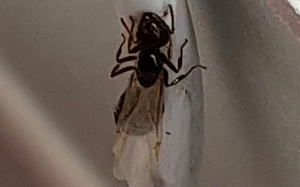 ...的黑蚂蚁 一线城市生物多样性观察日记 飞蚁 我的物候学式人间记录