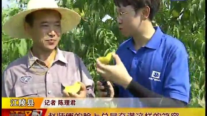 江陵县:三湖黄桃采摘忙,汗水灌溉幸福果