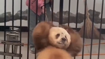 棕色的大熊猫你见过吗?你确定它不是在模仿熊二吗?看起来好像哦,让...