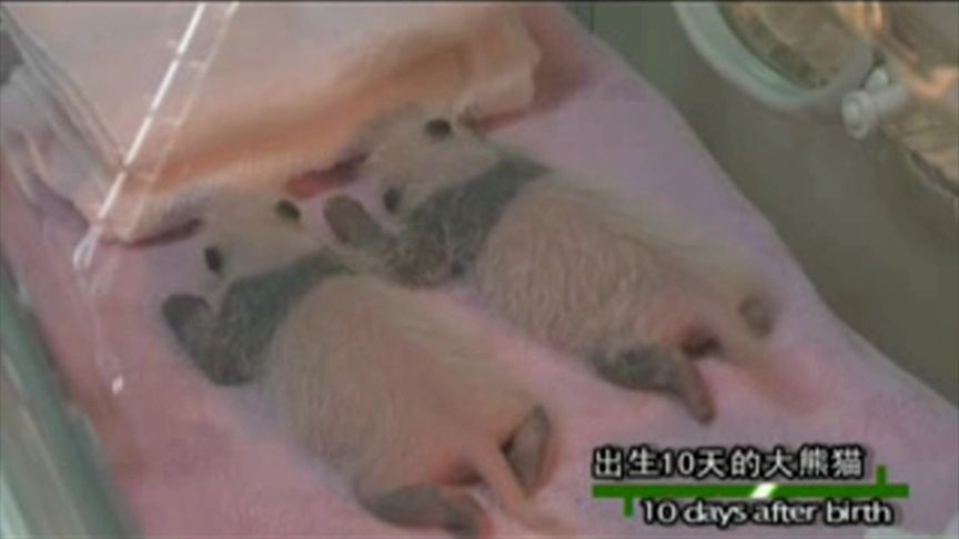 熊猫成长记,从出生到3岁
