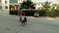 宠物狗训犬师学校-常州圣宠宠物美容学校