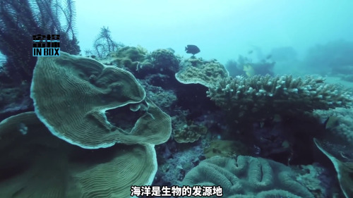 鲸鱼生命的结束是万物诞生的开始,一鲸落,万物生
