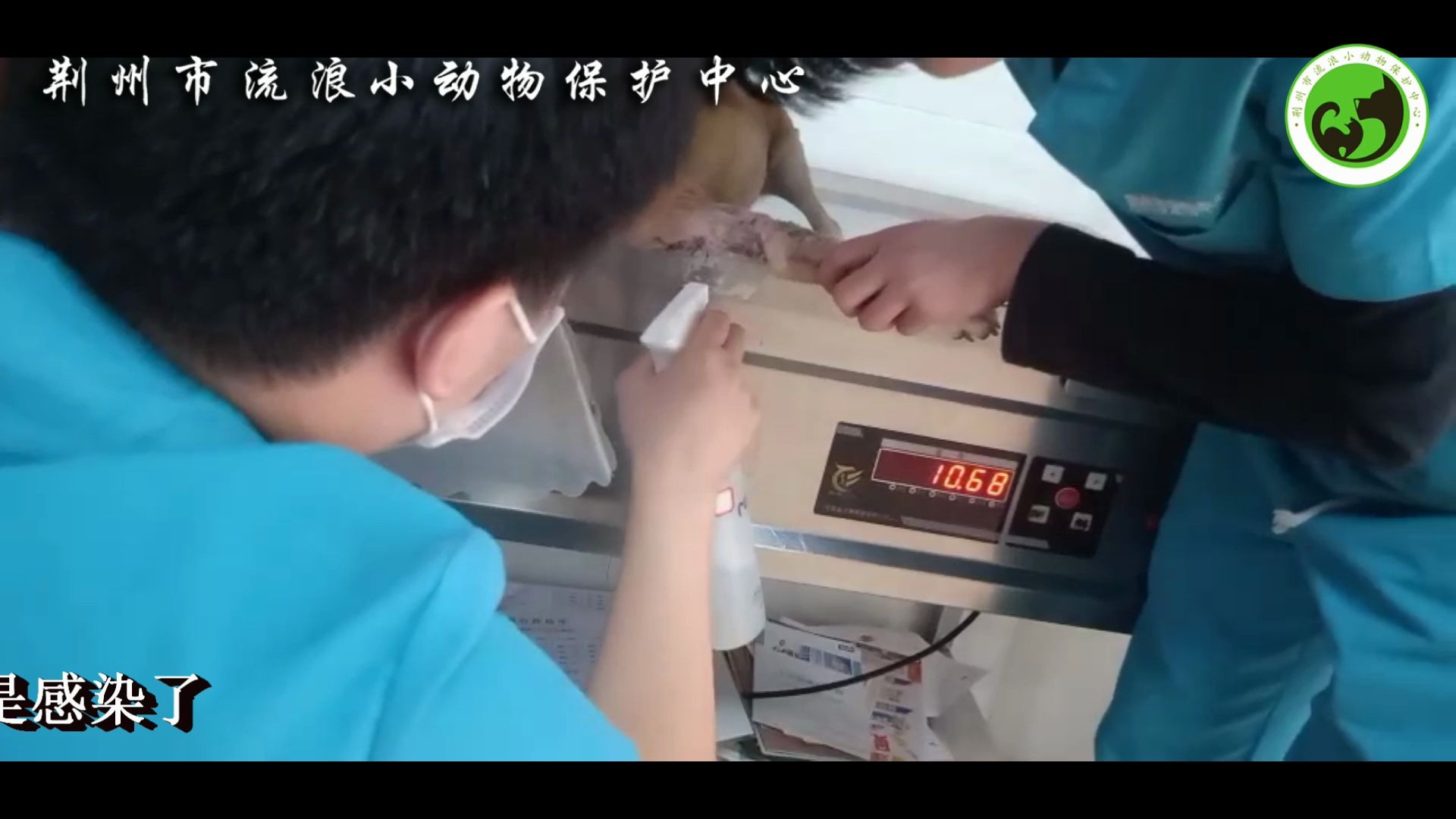 接过爱心接力棒,B站,我来啦-荆州市流浪小动物保护中心更新继续