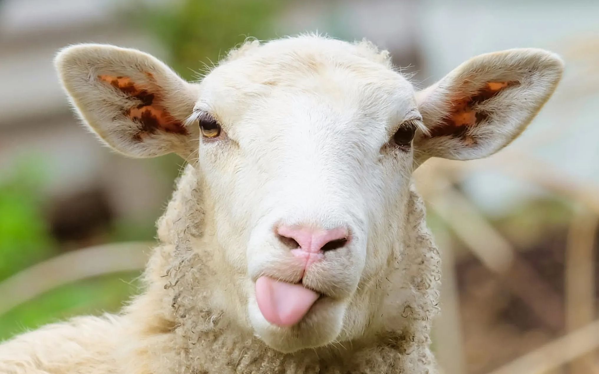 【羊了个羊】微信小程序羊了个羊系统开发及源码