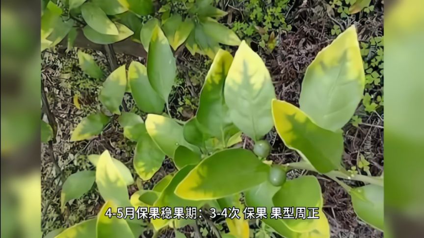 硼肥作用强大,尤其是3-5月,学会正确使用