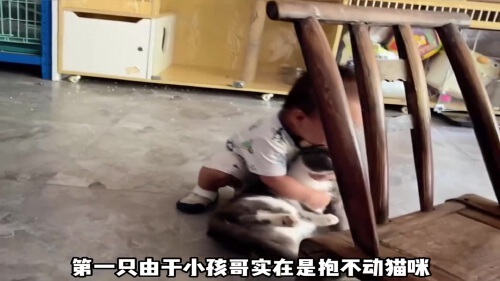 带娃猫咪的无奈与萌:迷惑行为观察记录