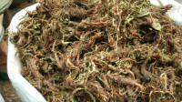黑坑竞技野钓通用鲫鱼药酒必有添加成分甘松的功效详解于应用