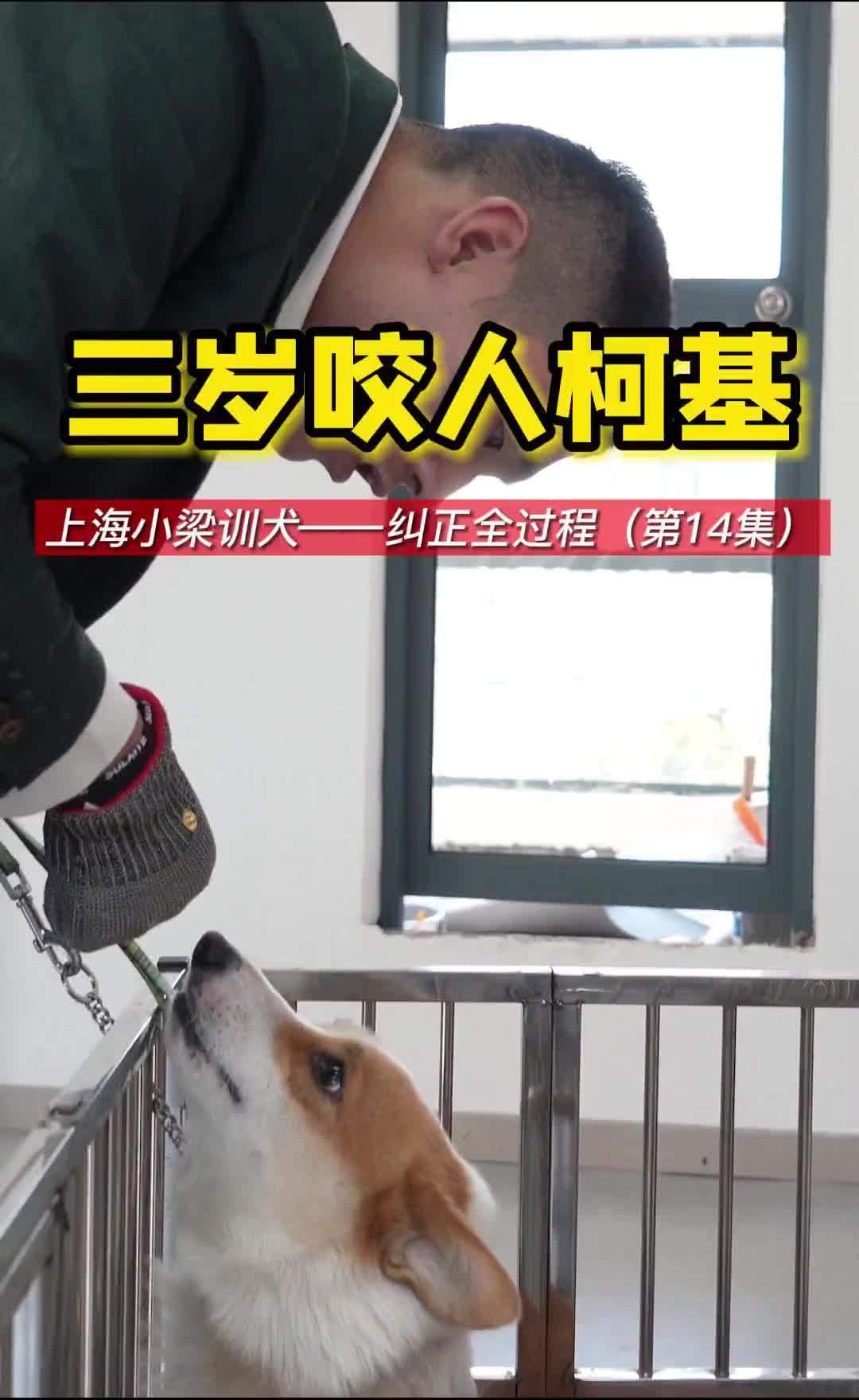 开始调整护食咬人的问题,经过长时间的相处调整