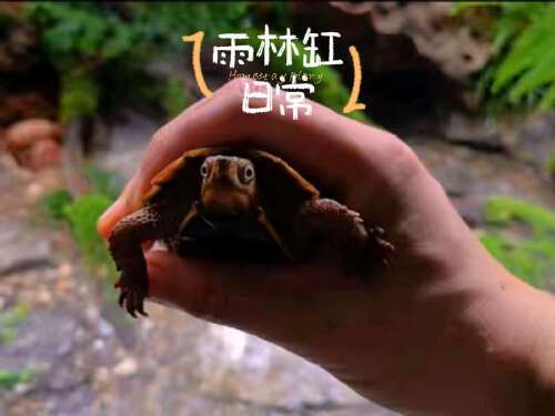 第一期上帝模拟器,生态雨林龟缸,日常记录