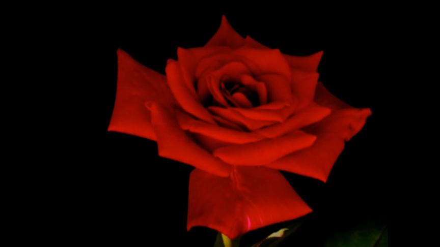 玫瑰花开放的全过程