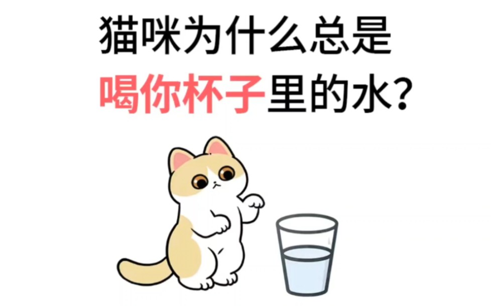 养猫小技巧86:猫咪为什么总是喝你杯子里的水,铲屎官们快来看看吧!