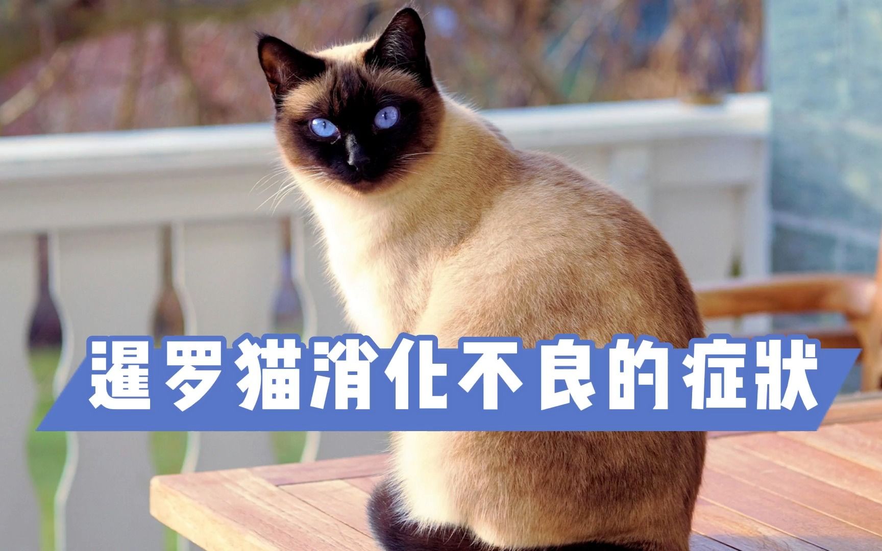 暹罗猫消化不良的症状,铲屎官多了解,没坏处