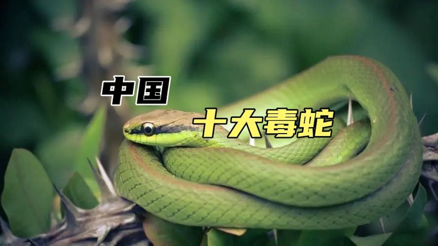 中国十大毒蛇排行榜