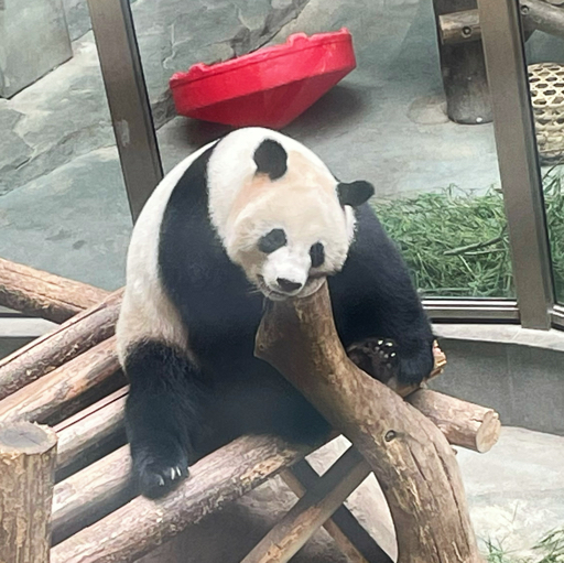 小别致长得真gis 