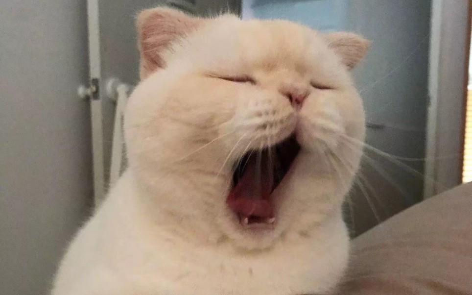 交易猫买账号被找回怎么办?看我这里。