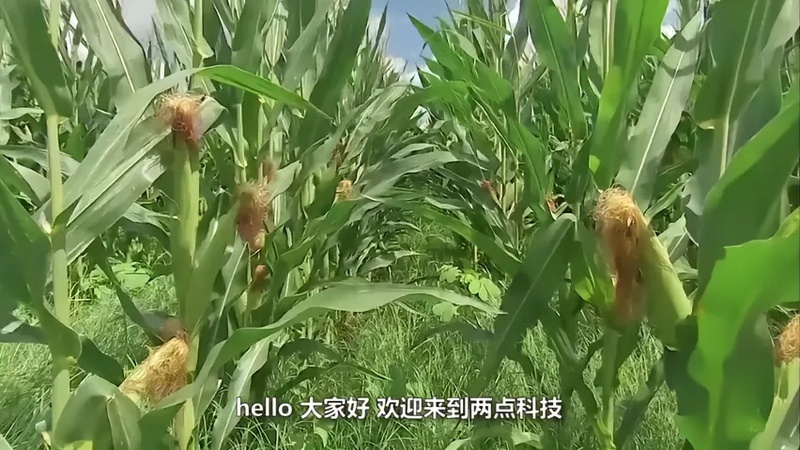 40岁阿姨发明手推式玉米播种机,不用油不用电,一天能播种5亩地