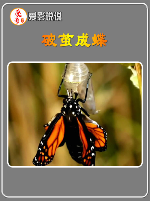 破茧成蝶的过程真的太神奇了