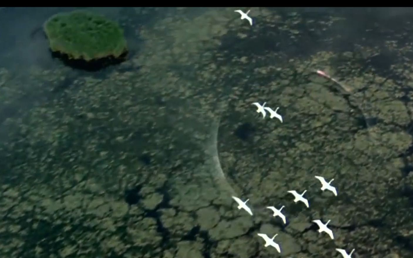 【迁徙的鸟|To Be By Your Side】飞越万水千山 只为到你身边