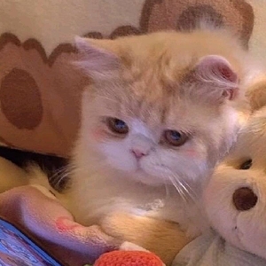 七彩猫猫侠 