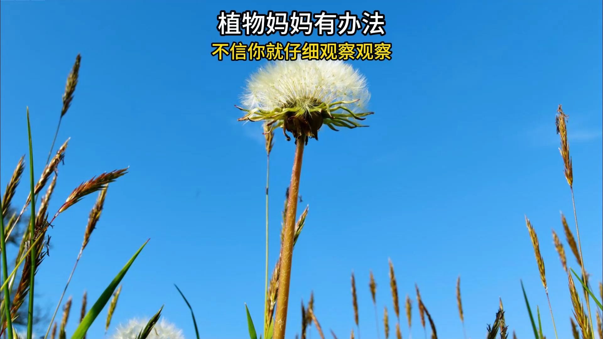 大自然中的的植物妈妈都有自己的办法来传播种子