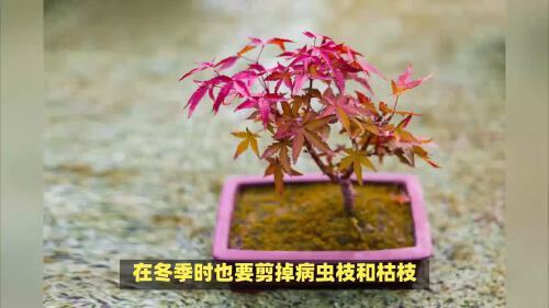 枫树该如何进行修剪,附枫树盆景养护管理