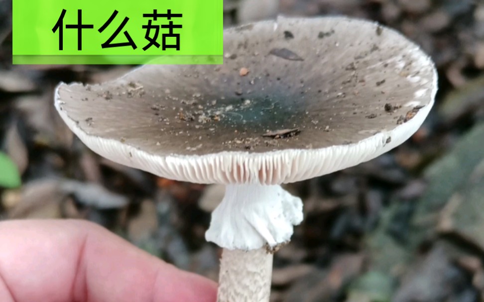 考考大家,这种蘑菇学名是啥,有没有毒