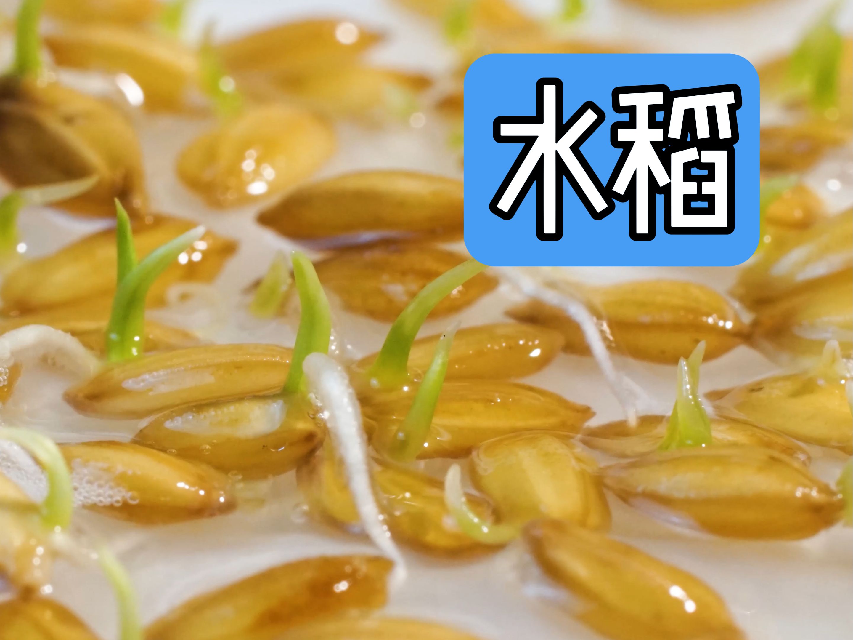 水稻是怎样发芽的?连拍11天1分钟让你看完 | 延时摄影【原创】