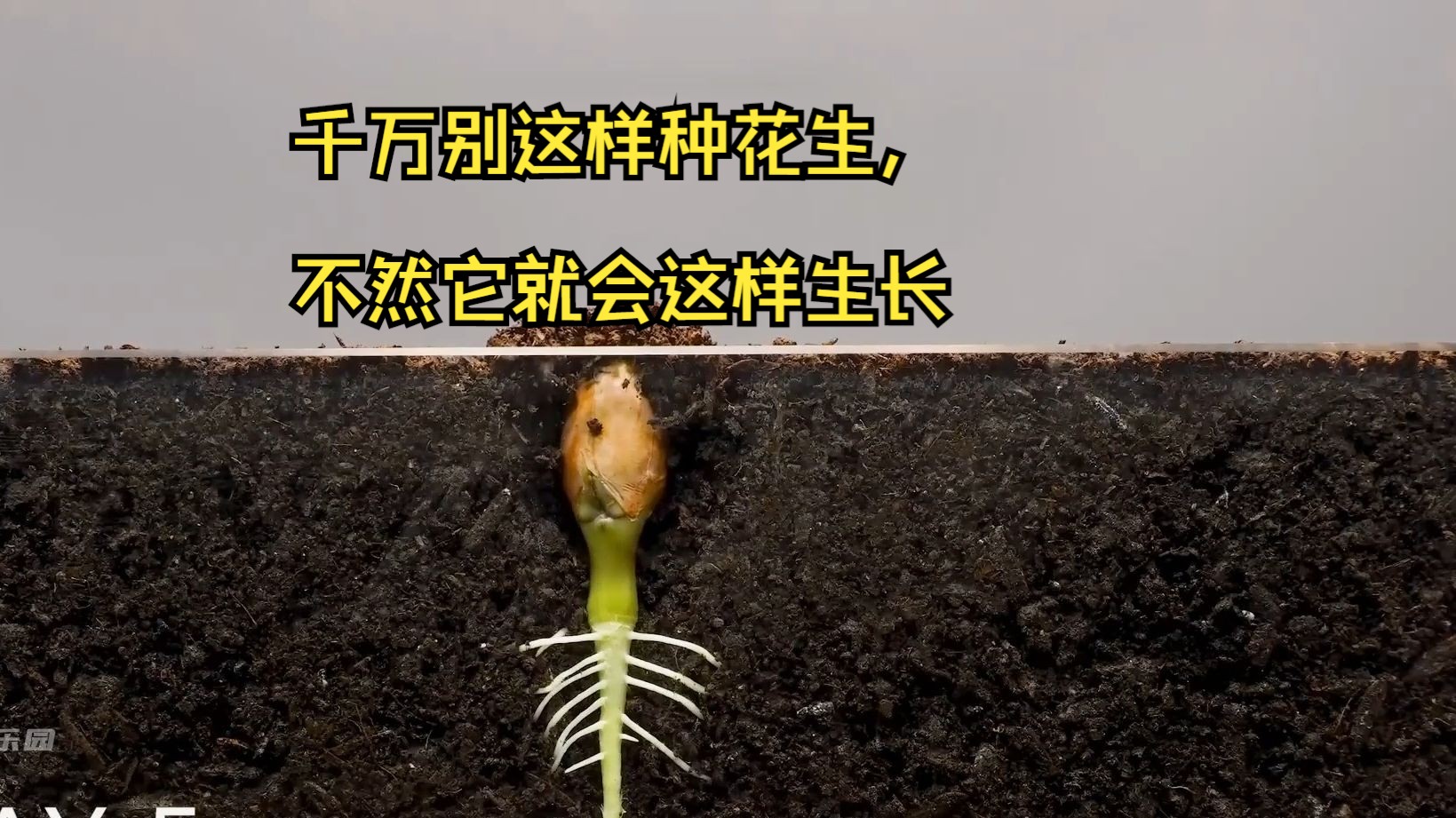 千万别把花生直接种在土里,不然它就会这样生长······