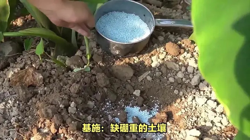 农用硼砂该怎么正确使用,缺硼有什么症状