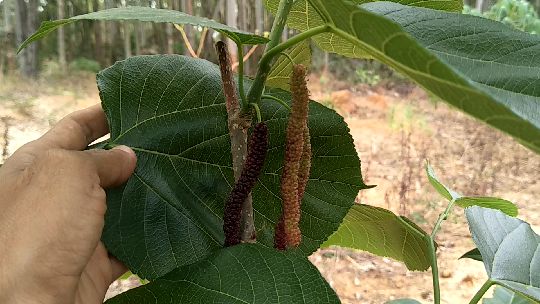 四季桑葚果,吃了它很多功效作用,可泡酒,