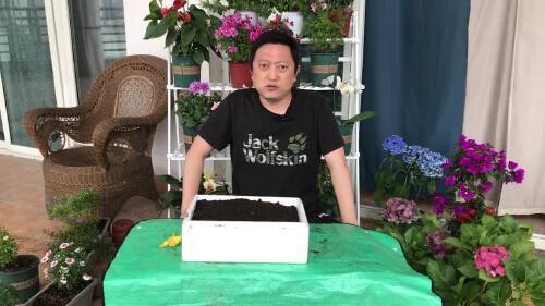 家庭阳台种蒜苗成败在于你家有没有剥蒜小妹。土培比水培的香!
