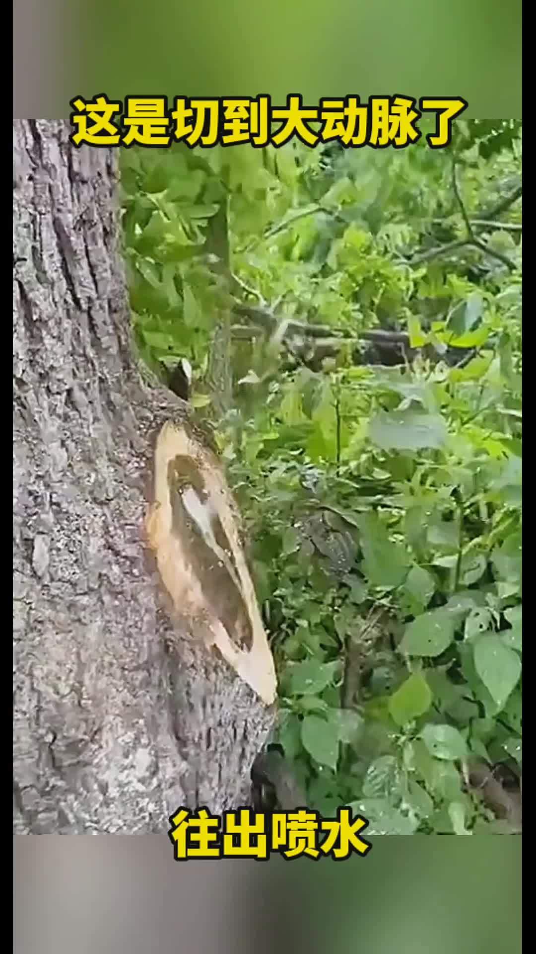 这是切到大动脉了,往出喷水