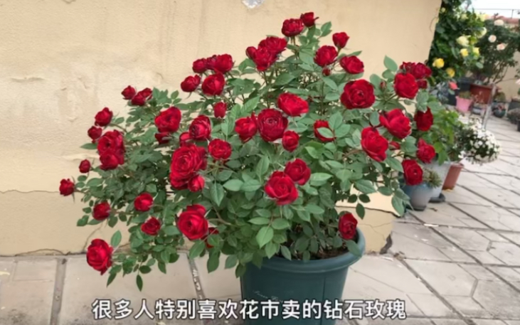 小玫瑰(微月)三年养护爆盆经验干货分享!觉得有用请点赞转发评论,谢谢!